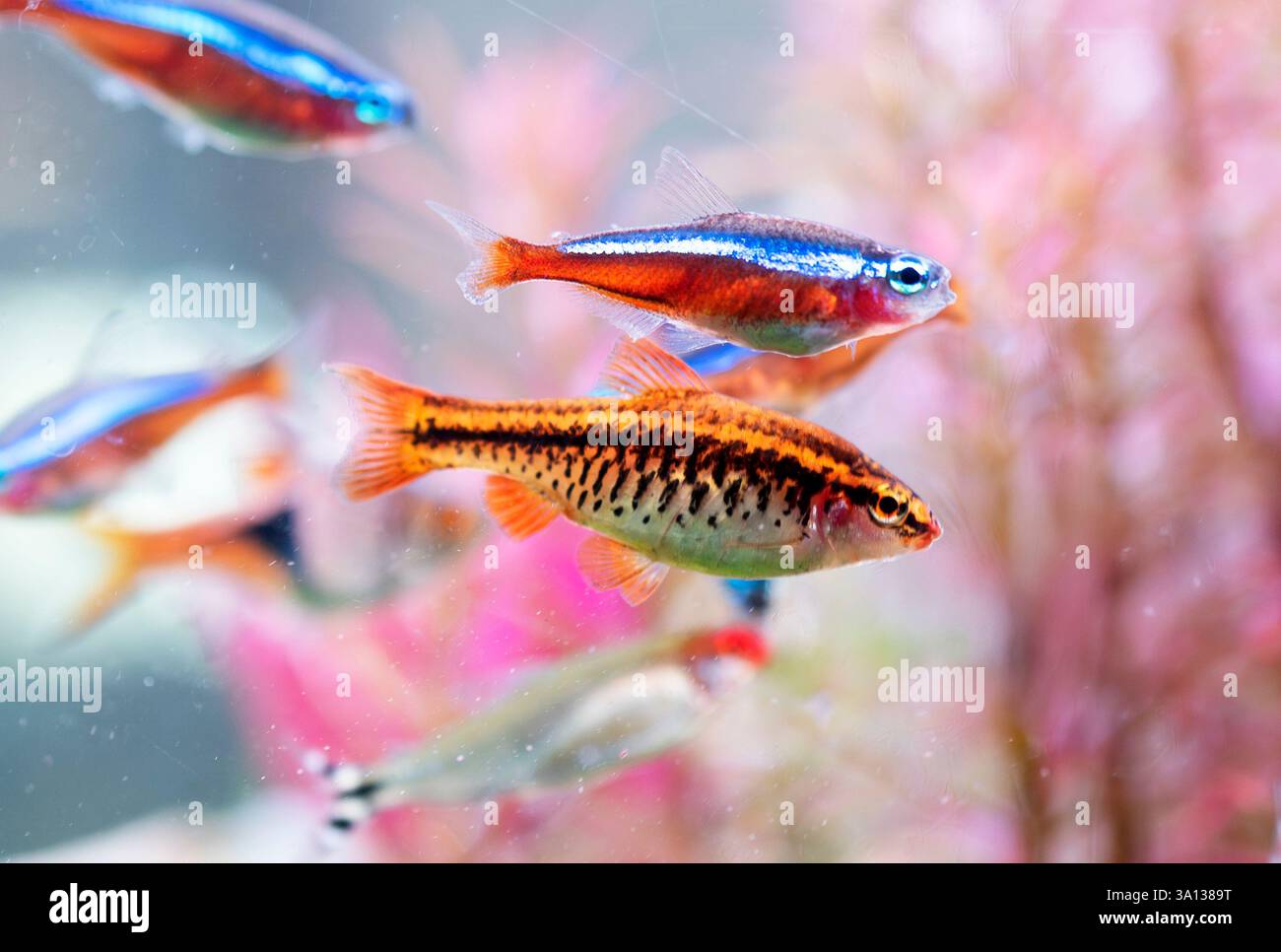 cherry barb in front of planted aquarium Stock Photo - Alamy