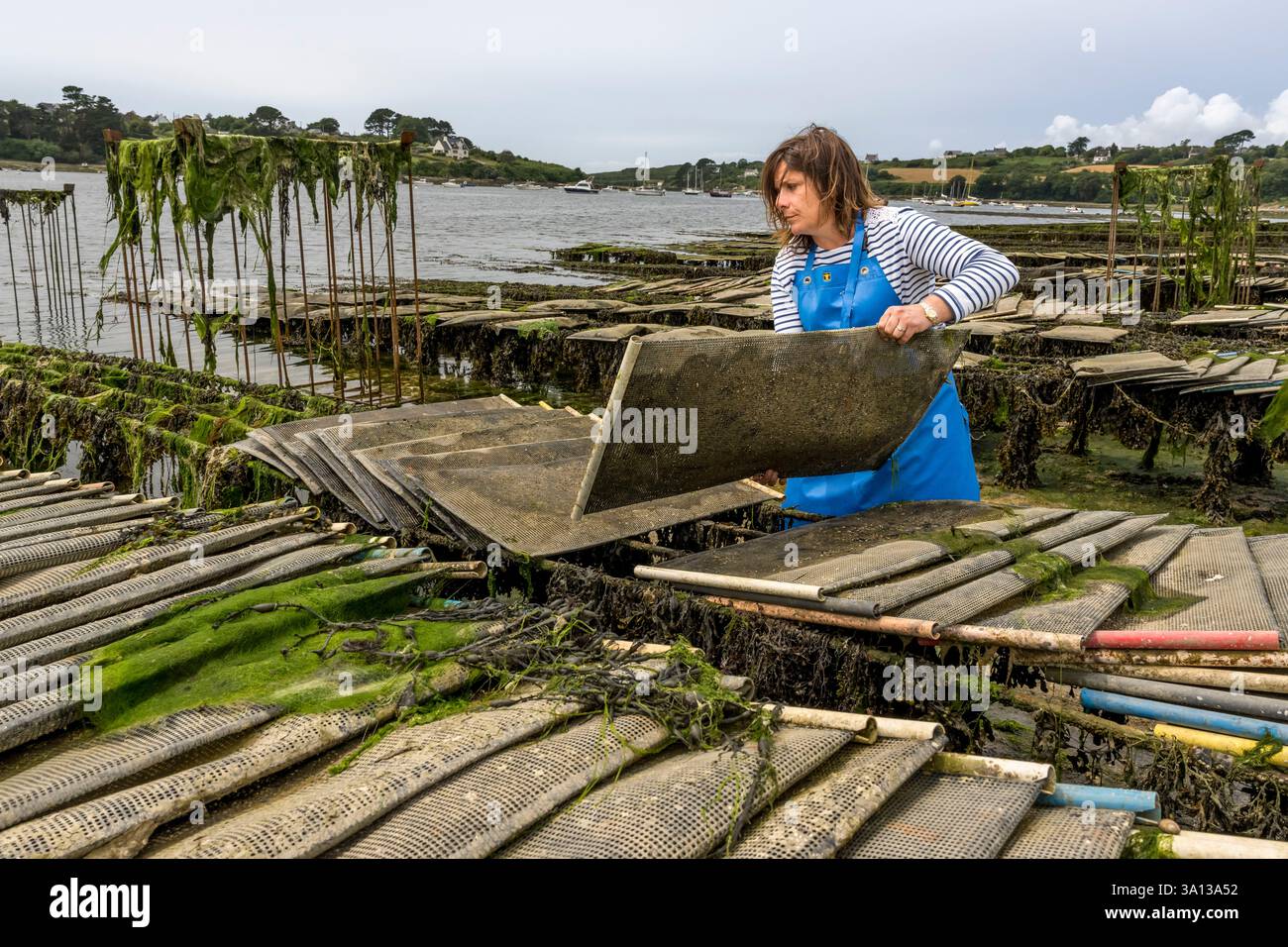 Caroline spat hi-res stock photography and images - Alamy