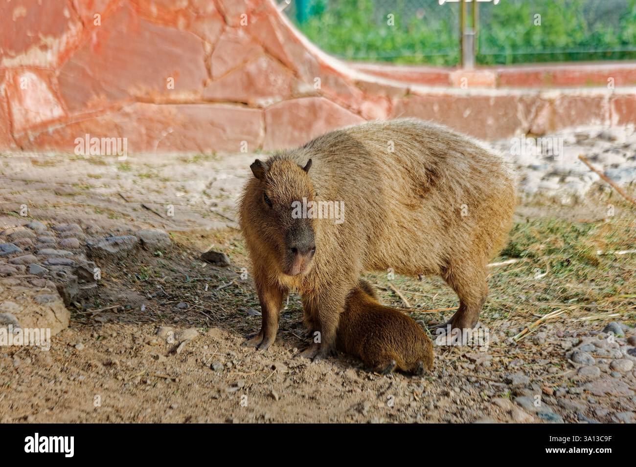 A capybara stands calmly in a zoo enclosure while her tiny baby suckles ...