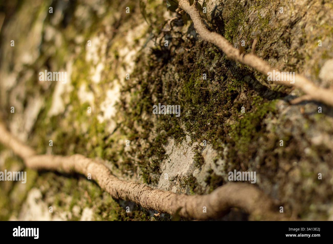 Close-up of tangled tree roots and moss-covered forest floor ...