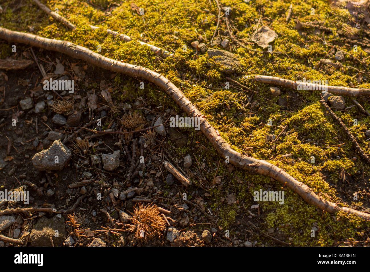 Close-up of tangled tree roots and moss-covered forest floor ...