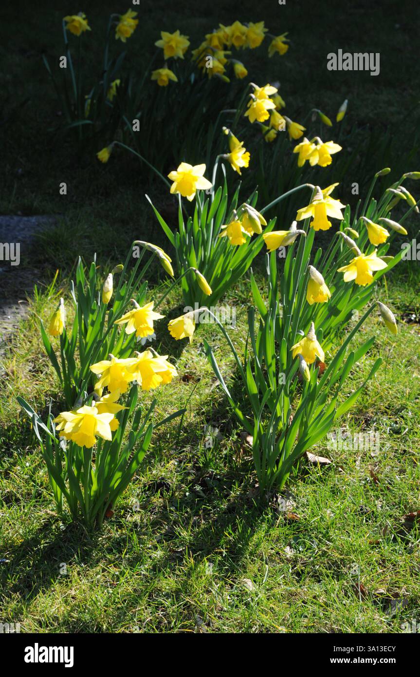 Copenhagen, Denmark /06 marchi 2025/.Daffodils flowers spring weather ...
