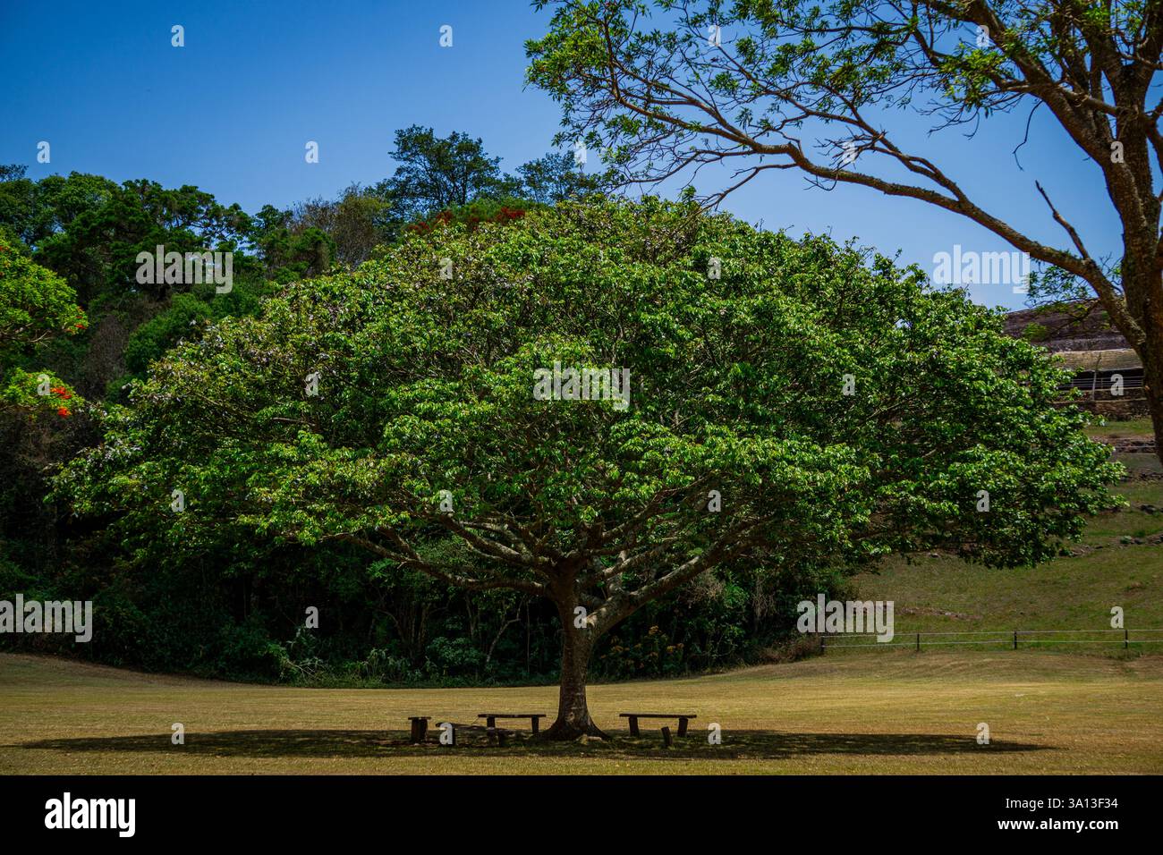 Ancient Massive Tree In The Lush Tropical Forest Of Samaipata Bolivia A ...