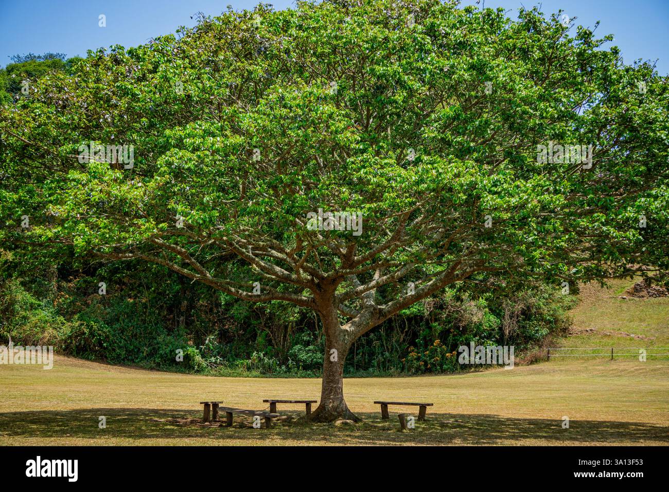 Towering Giant Tree In The Green Jungle Of Samaipata Bolivia A Symbol ...