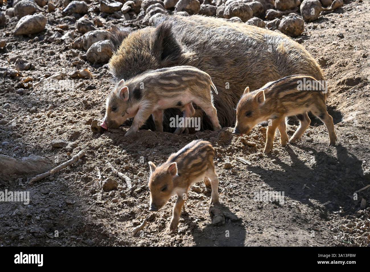 Wild boar piglets born in the second half of February at the Holedna ...