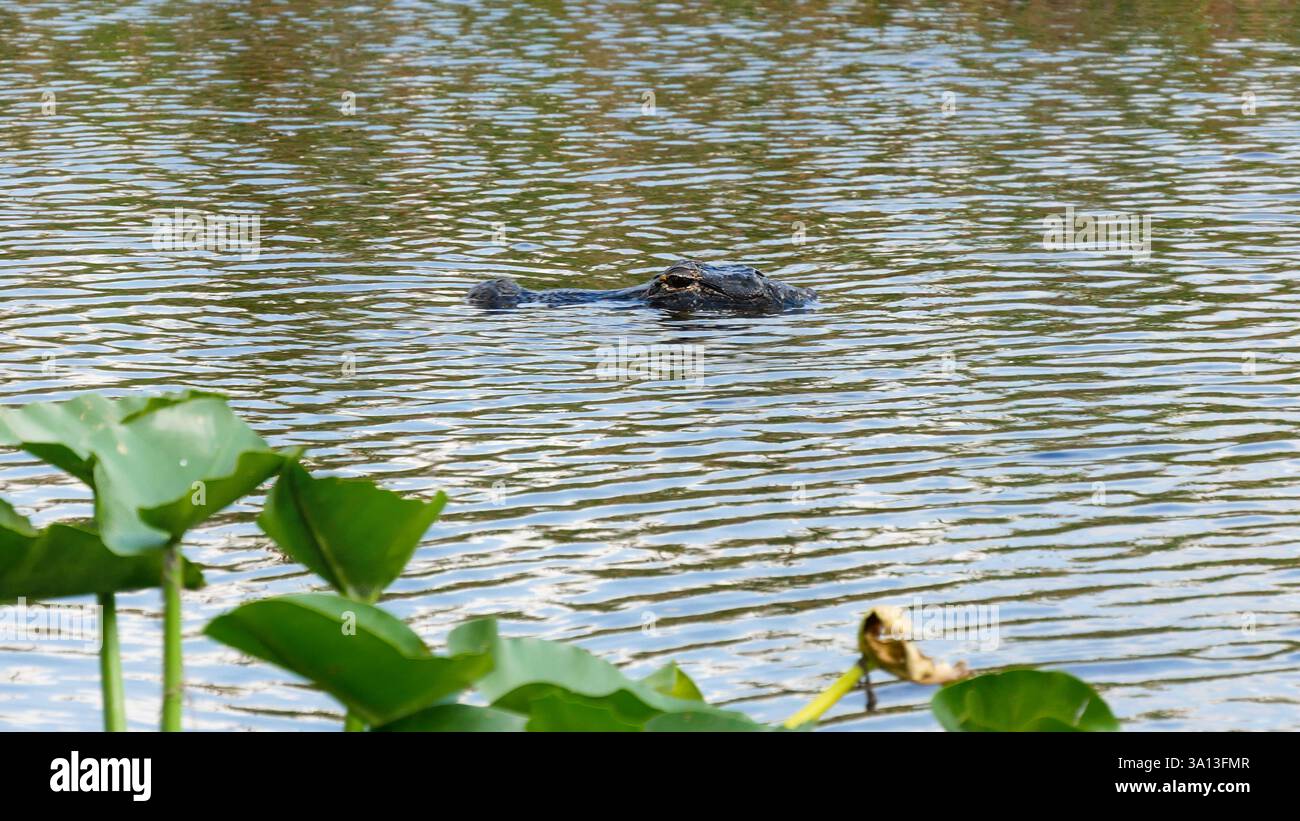 Alligator Swimming in a Peaceful Marsh Surrounded by Lush Green ...