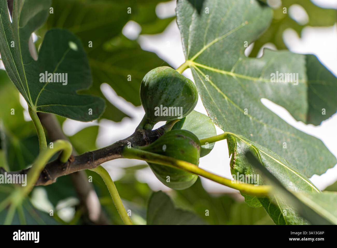 A fig tree with beautiful fruit. Ljubljana. Slovenia. The fig is the ...