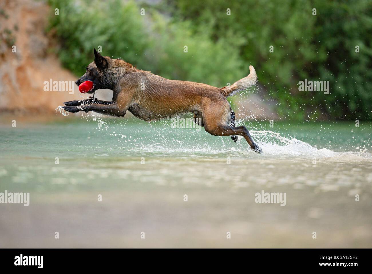 A Belgian Malinois in mid air, leaping through shallow water with a red ...