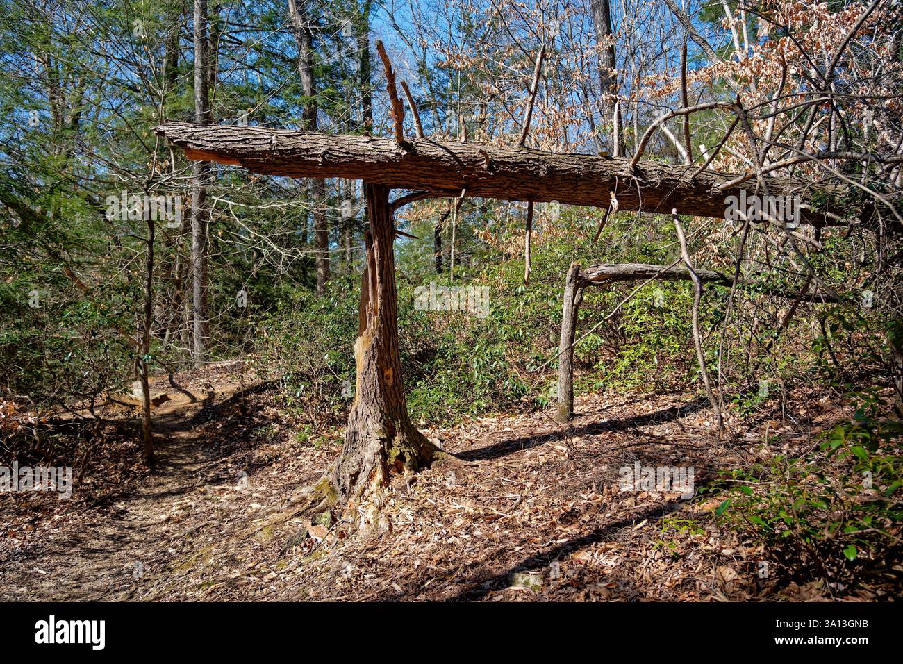 Large pine tree and another alongside split in two sitting on top of ...