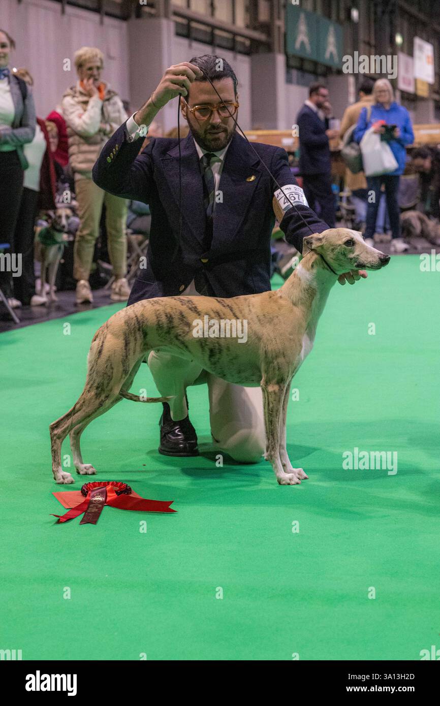 Birmingham, UK. 06th Mar, 2025. Birmingham, 6 March 2025. Dogs from the Hounds & Terriers groups ...