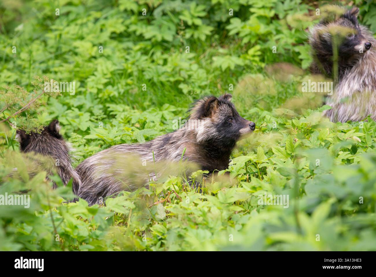 Three Common Raccoon Dogs (Nyctereutes procyonoides) rest in a lush ...