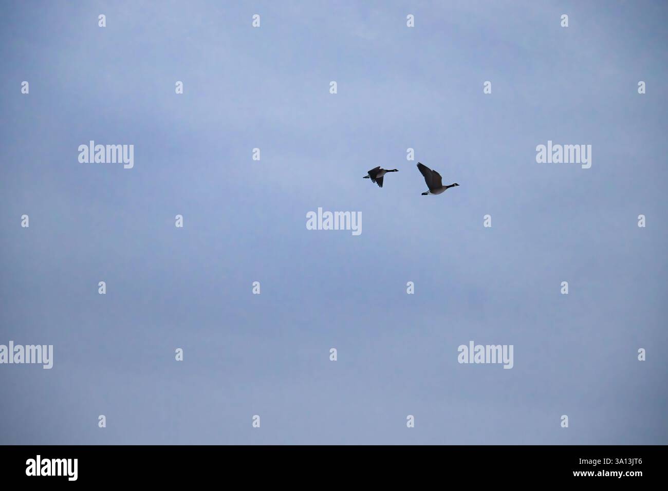 Two geese flying in Delta Junction, Alaska during spring migration ...