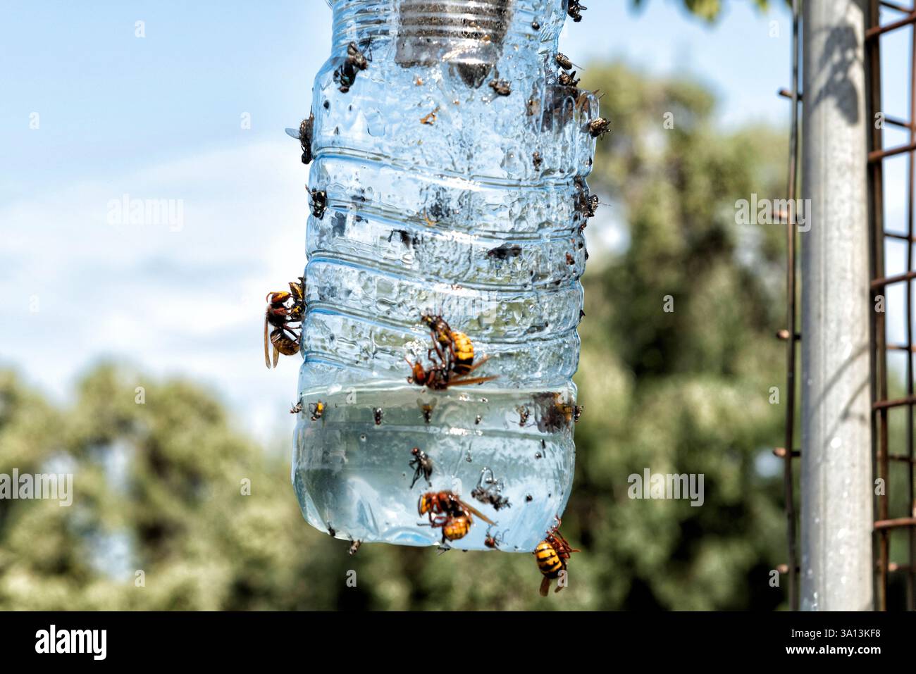 Plastic insect trap hi-res stock photography and images - Alamy