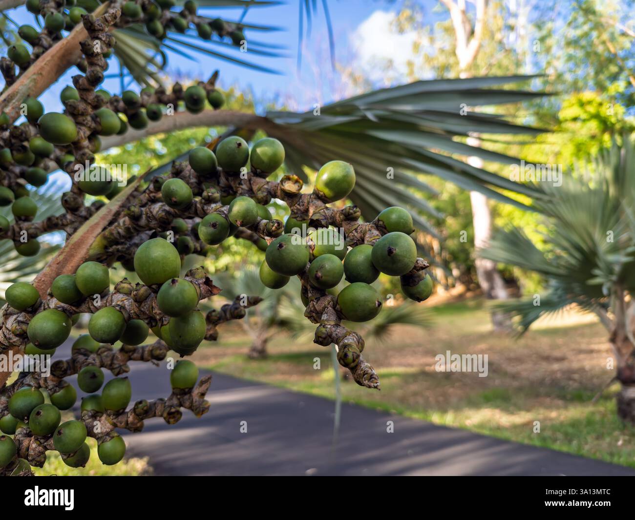 Date palm tree with clusters of young dates. Green unripe dates growing ...