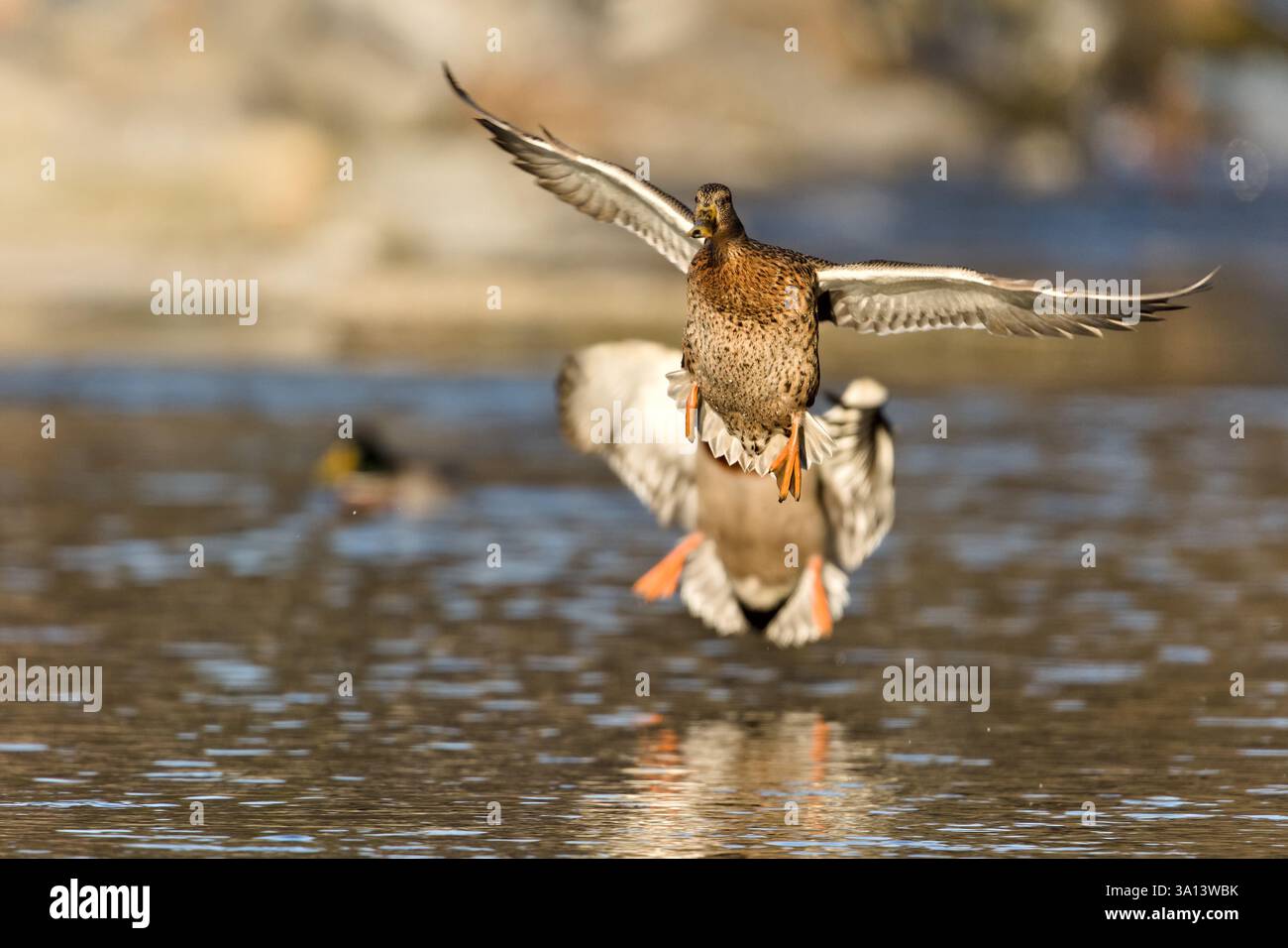 Common mallard duck flying hi-res stock photography and images - Alamy