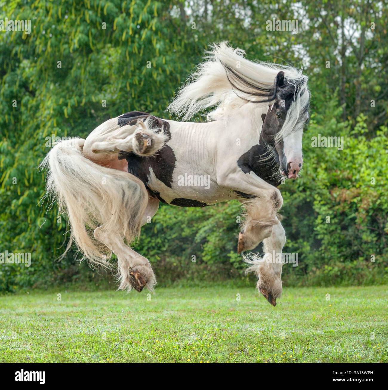 Energetic adult male Gypsy Vanner Horse stallion in green field leaps ...
