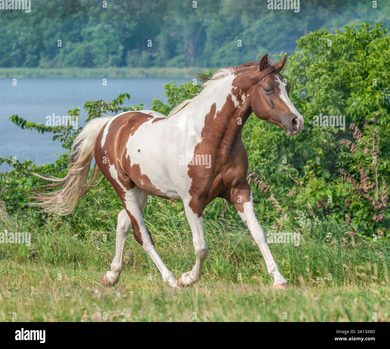 adult male Pinto Arabian horse gelding trots in grass field Stock Photo ...