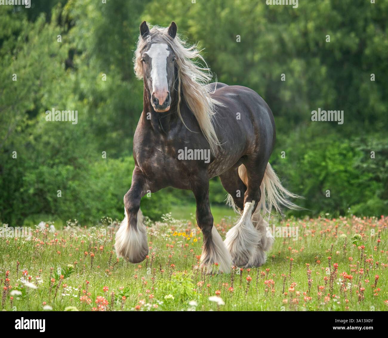 adult male Gypsy Vanner Horse stallion runs in wildflower field Stock ...