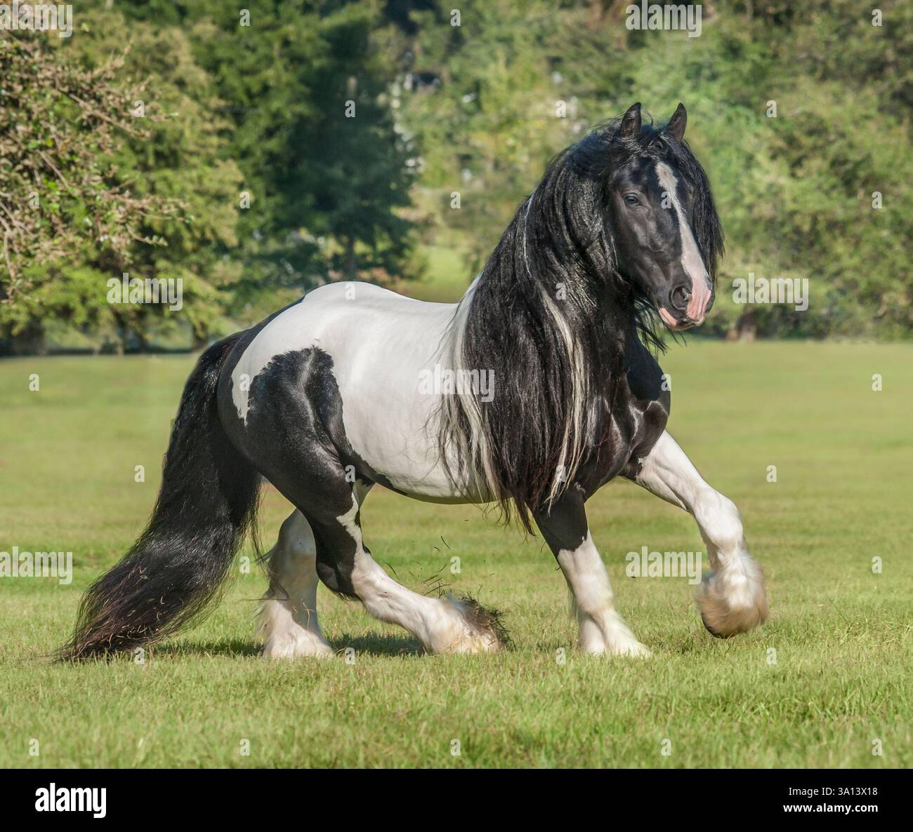 adult male Gypsy Vanner horse stallion trots in grass field Stock Photo ...