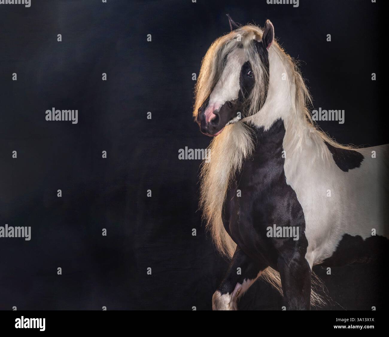 Adult male Gypsy Vanner horse stallion portrait on black background ...