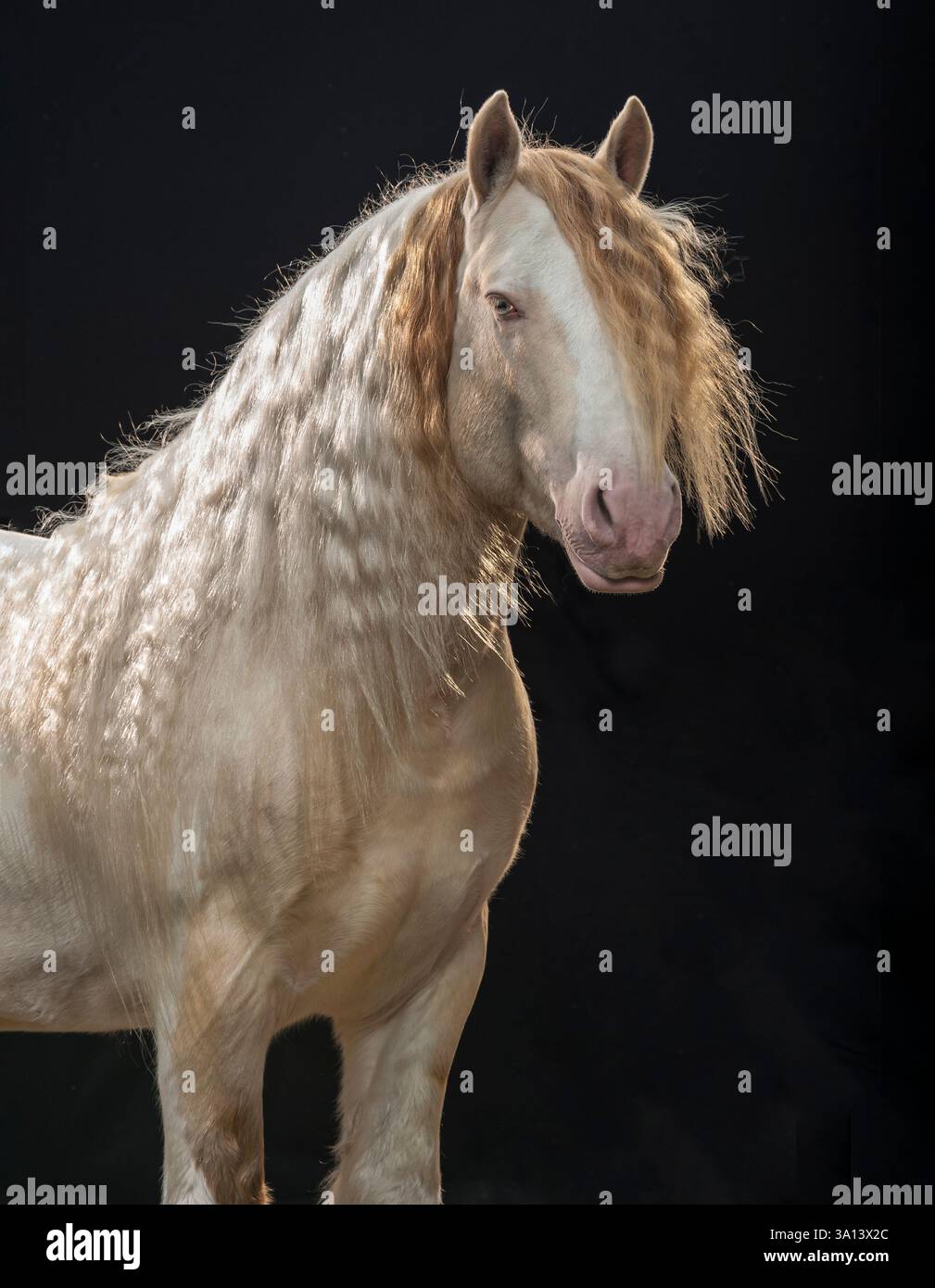 Adult male Gypsy Vanner horse stallion portrait on black background ...