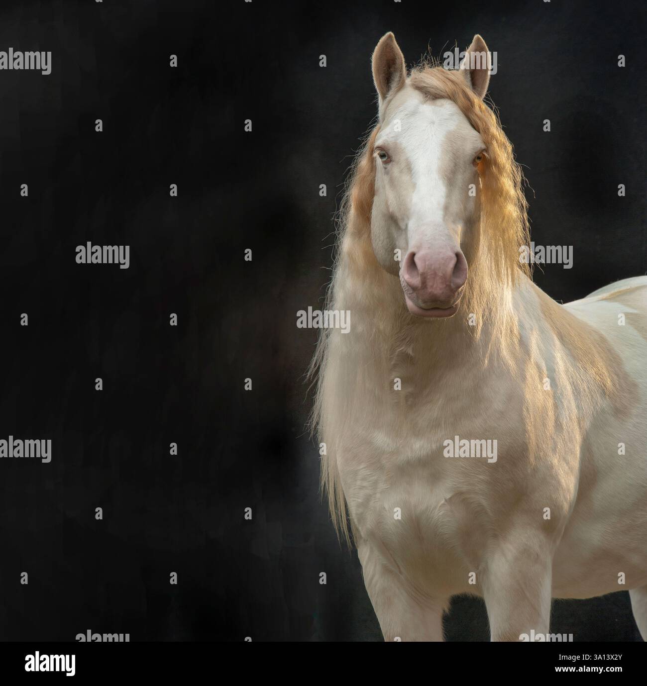 Adult male Gypsy Vanner horse stallion portrait on black background ...