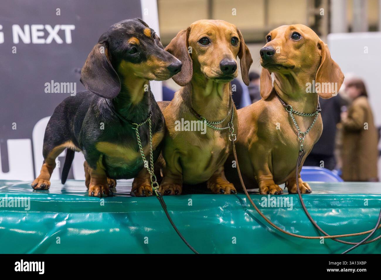 Birmingham, 6 March 2025. The Dachshunds from the same home stand ...
