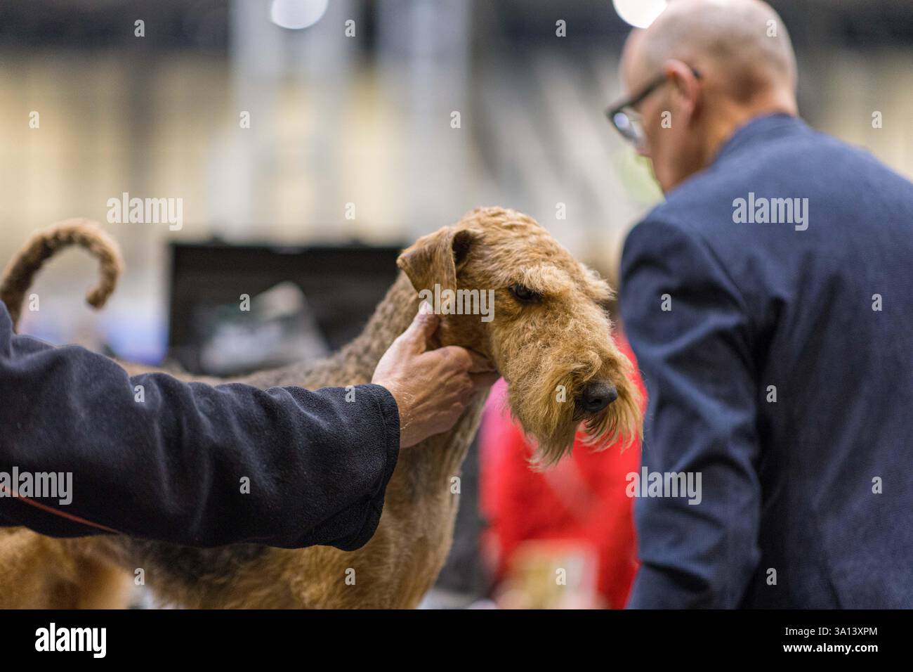 Birmingham, UK. 06th Mar, 2025. Birmingham, 6 March 2025. An Airdale ...