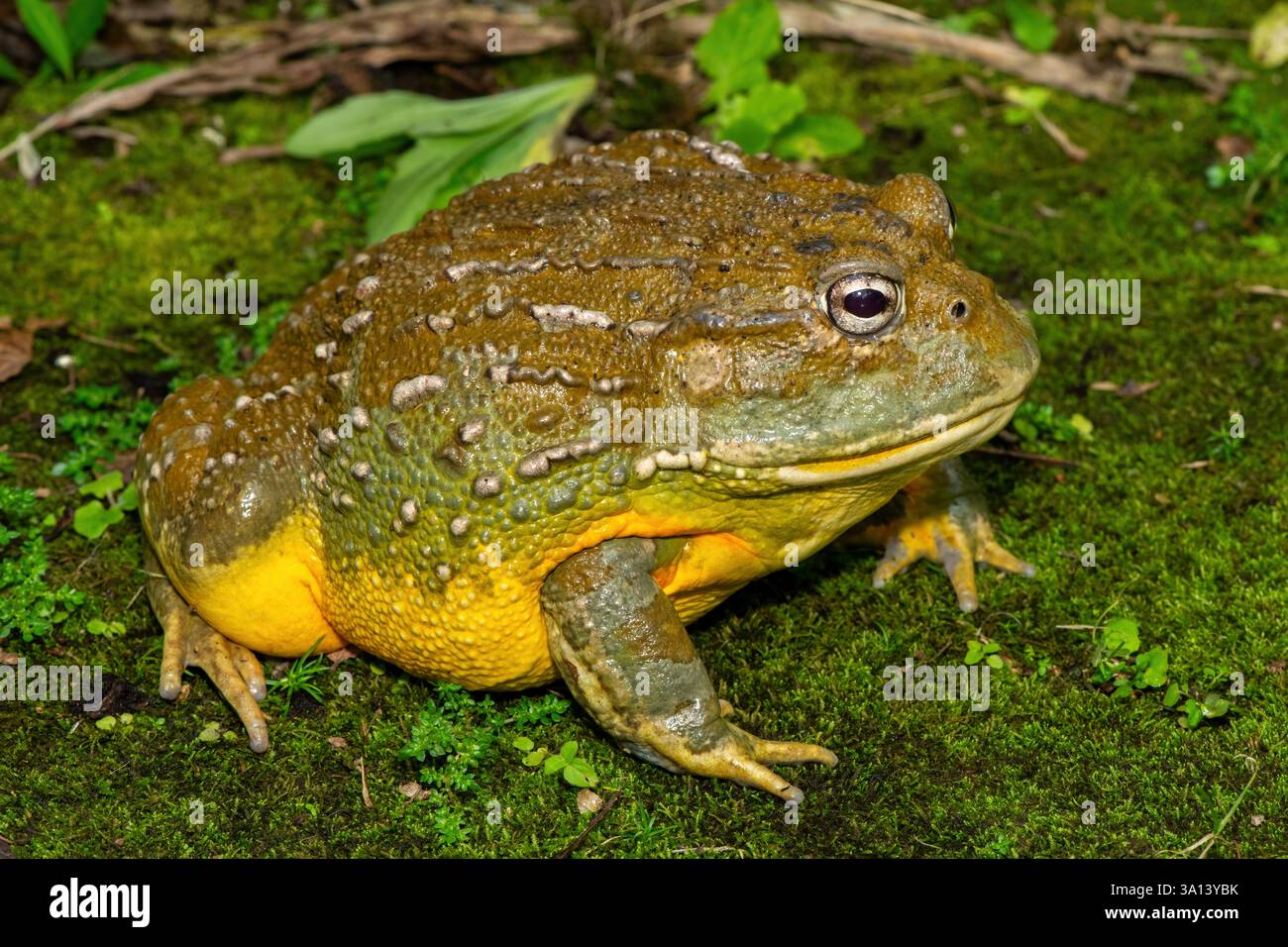 A beautiful giant bullfrog (Pyxicephalus adspersus), also known as the ...