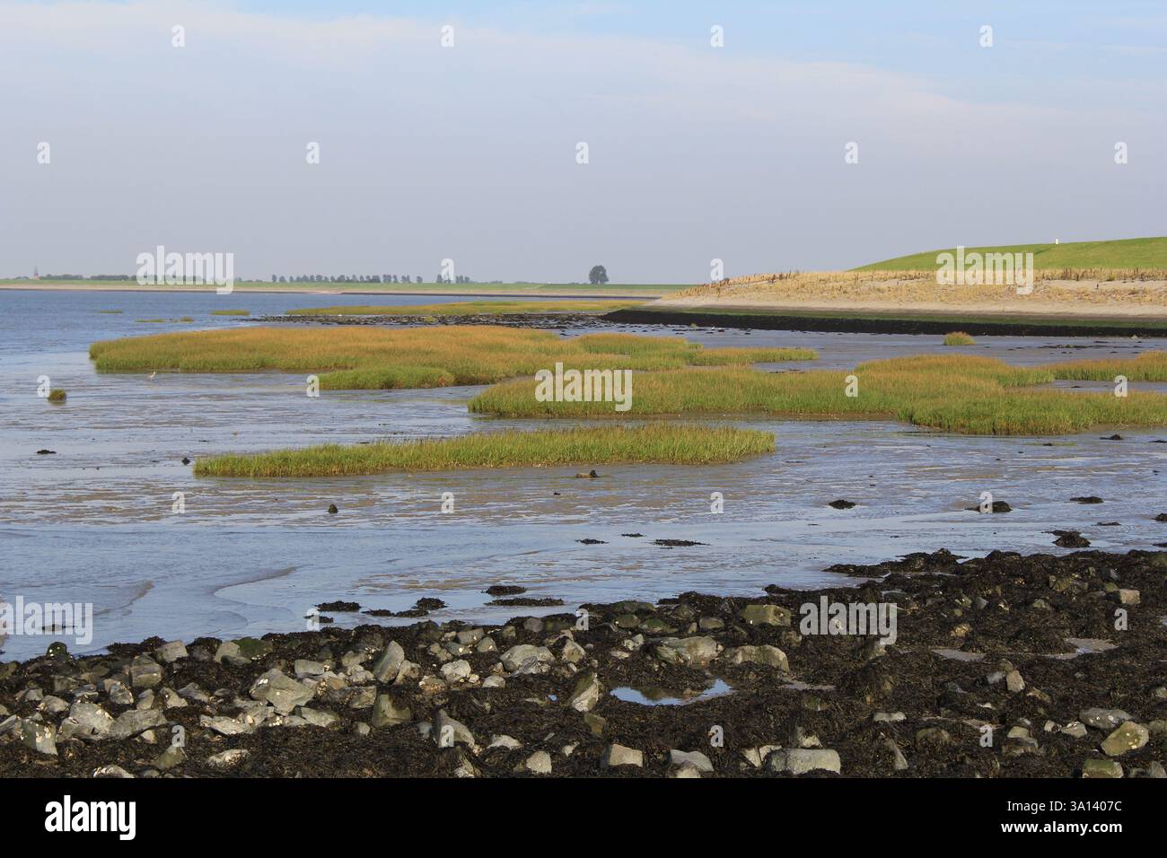 dryfalling mudflats with grass and stones with ebbing tide in the ...