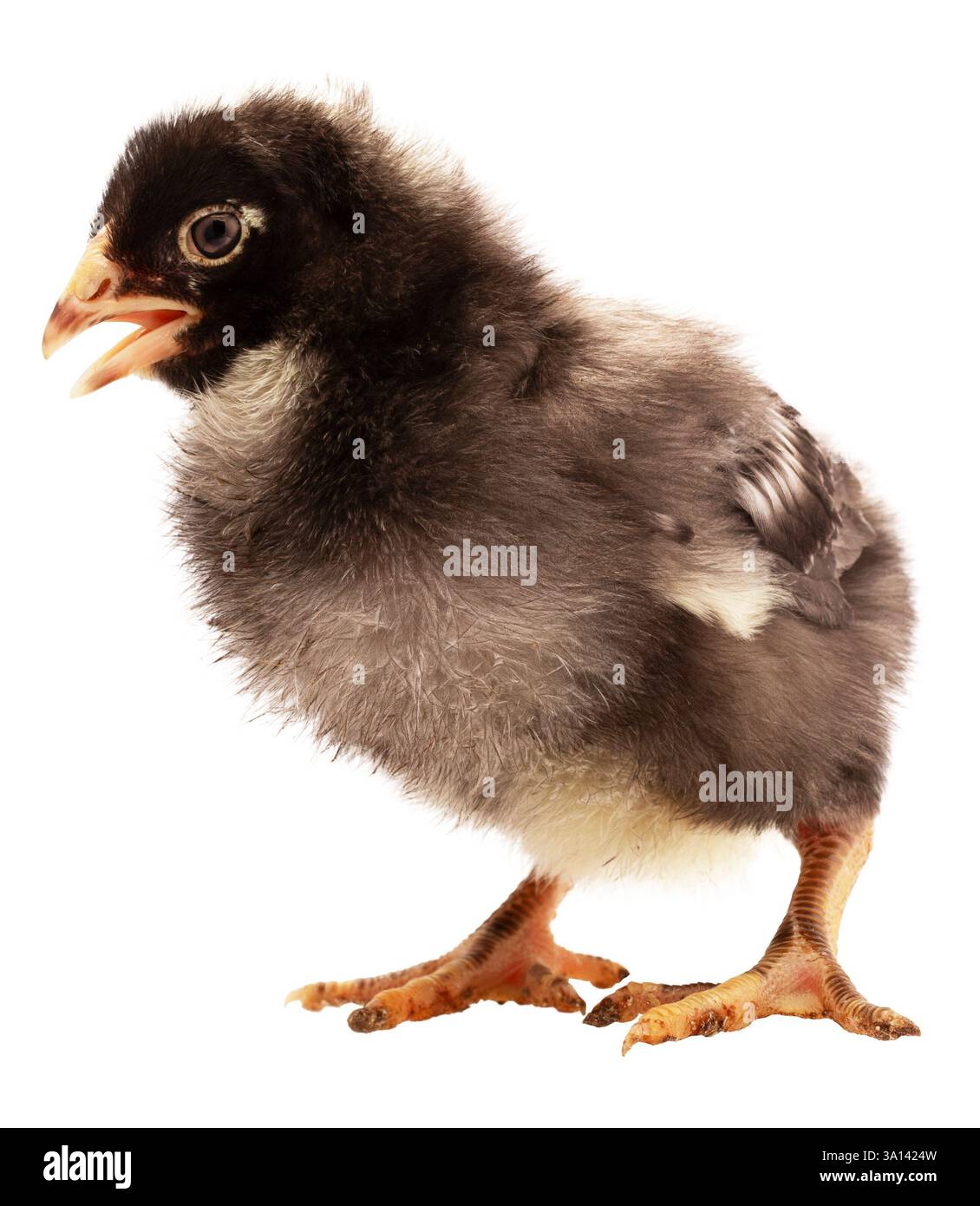 Loud days old black and white chicken chick only a few days old ...