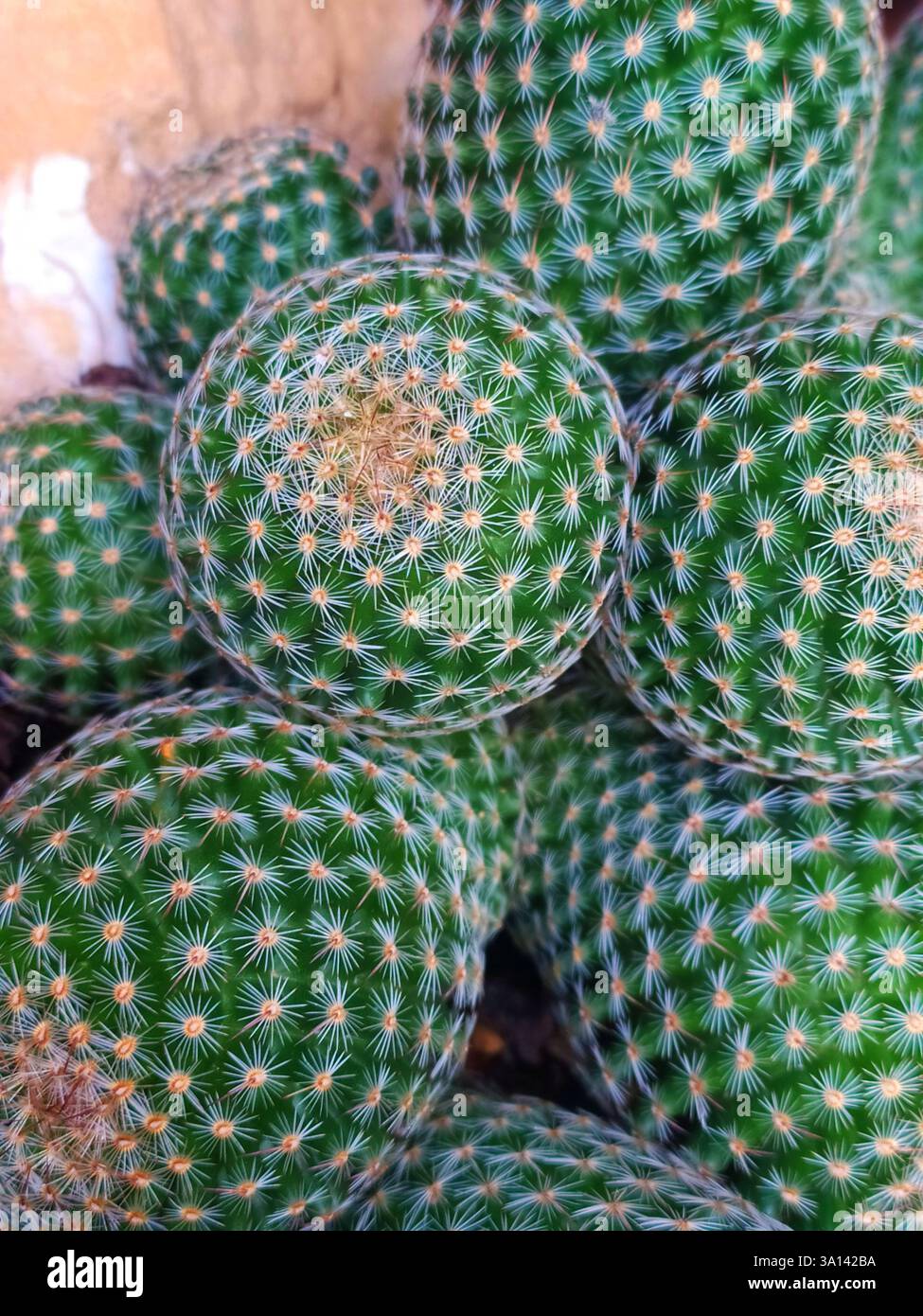 Cactus for educational content hi-res stock photography and images - Alamy