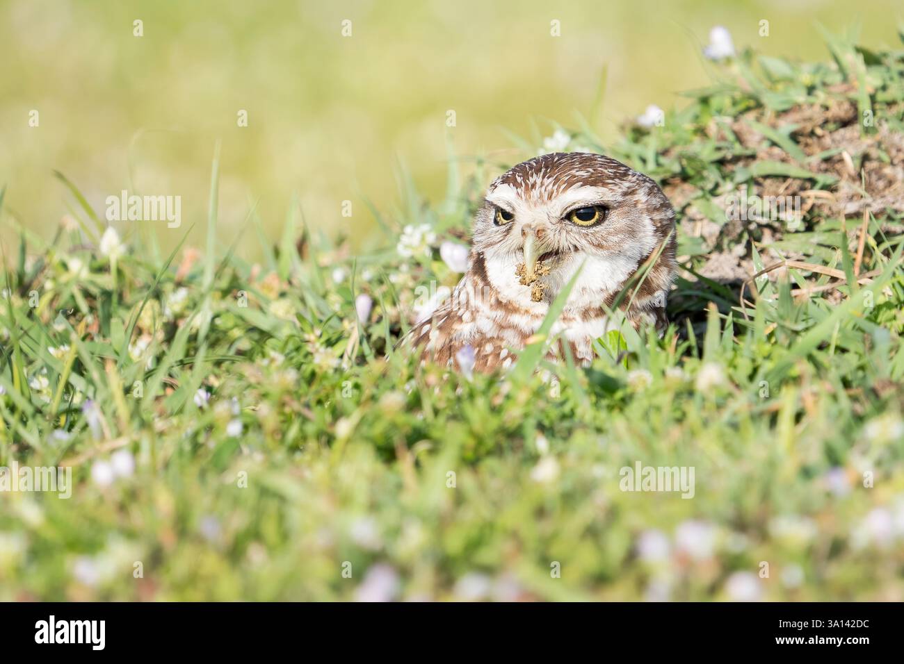 Burrowing owl seen in Cape Coral Florida on March 6, 2025. Burrowing ...