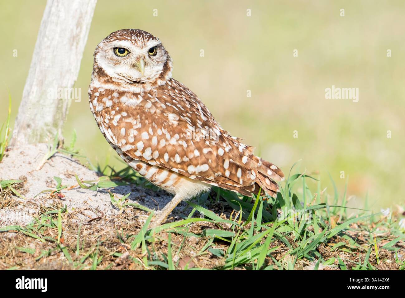 Burrowing owl seen in Cape Coral Florida on March 6, 2025. Burrowing ...
