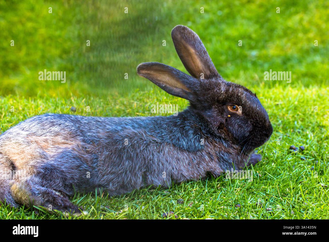 Black Easter bunny, rabbit is lying on green grass in springtime. Cute ...