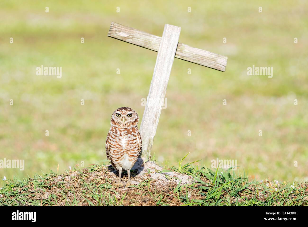 Burrowing owl seen in Cape Coral Florida on March 6, 2025. Burrowing ...