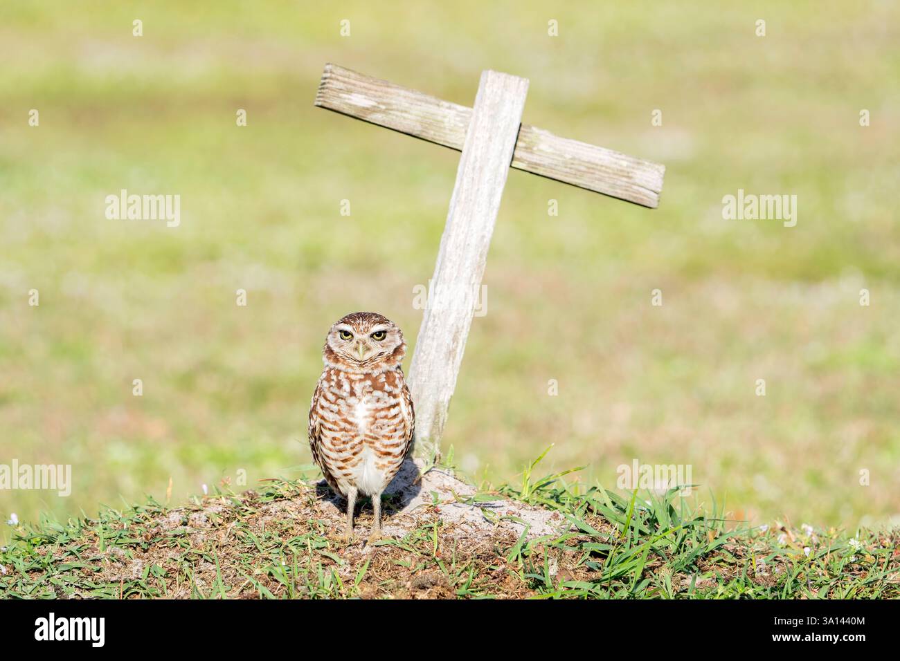 Cape Coral, Florida, USA. 6th Mar, 2025. Burrowing owl seen in Cape ...