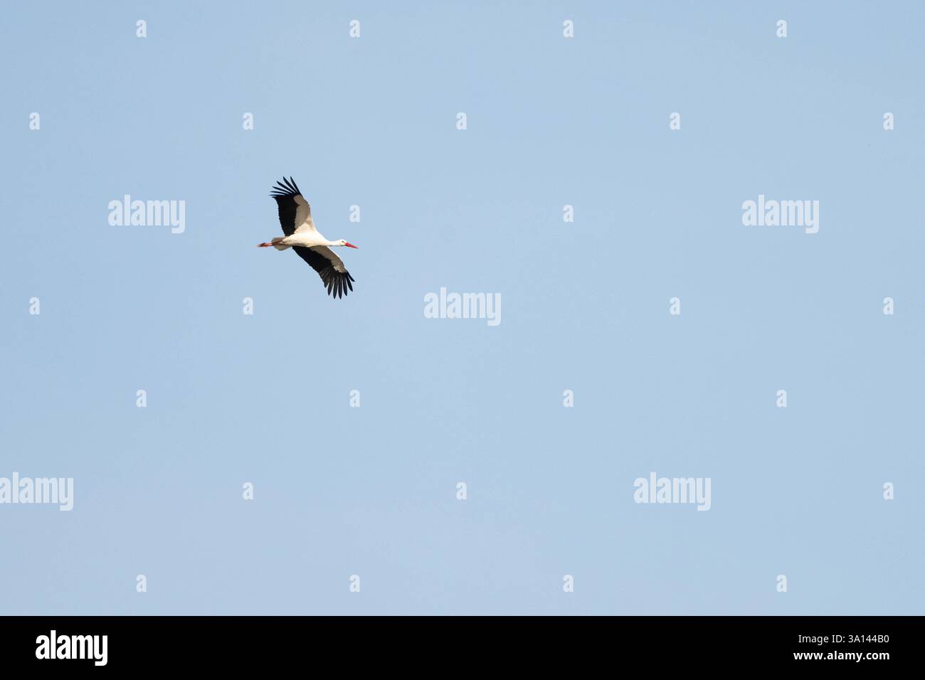 Storch im freien Flug vor blauem Himmel , Deutschland, Badenwürtemberg ...