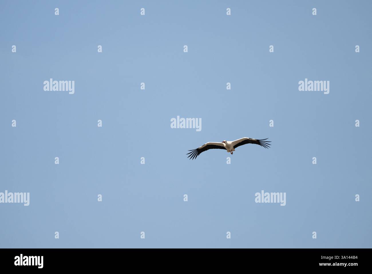 Storch im freien Flug vor blauem Himmel , Deutschland, Badenwürtemberg ...