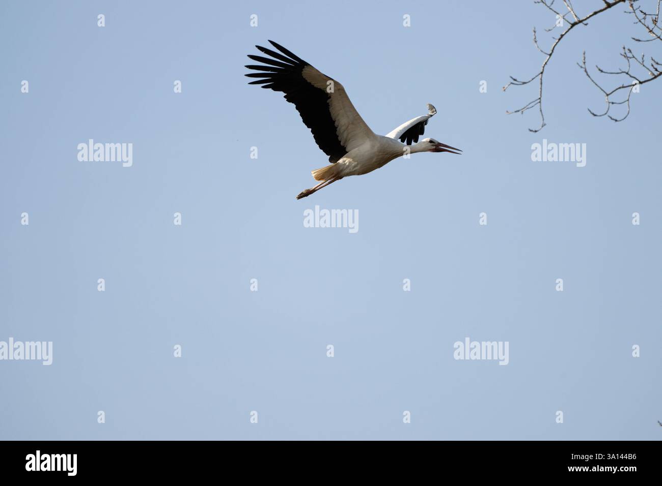 Storch im freien Flug vor blauem Himmel , Deutschland, Badenwürtemberg ...