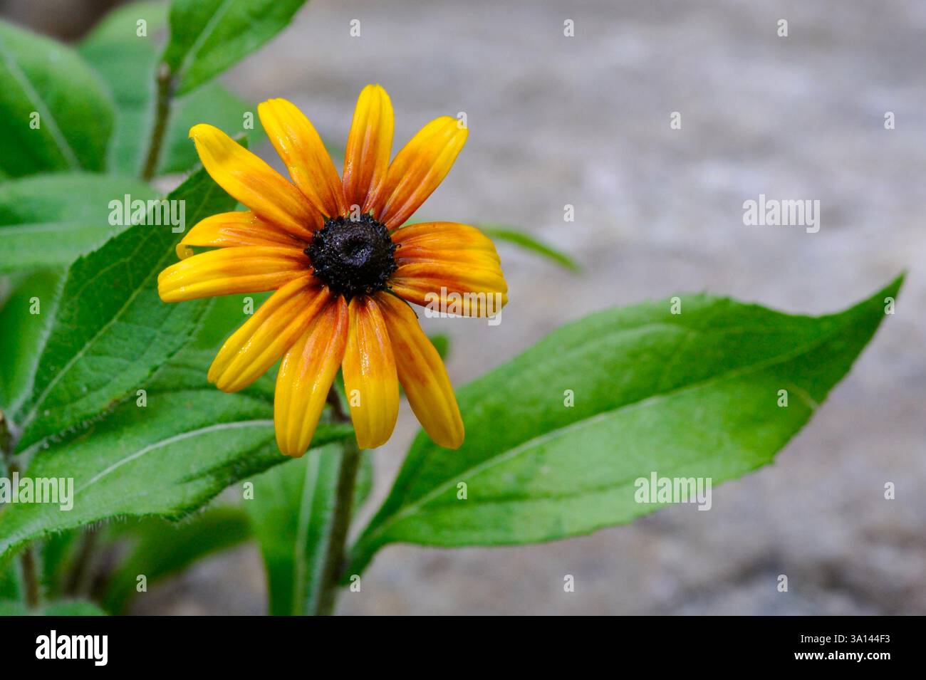 Cheerful yellow rudbeckia, Black-eyed Susan, blooms in a sunny garden ...