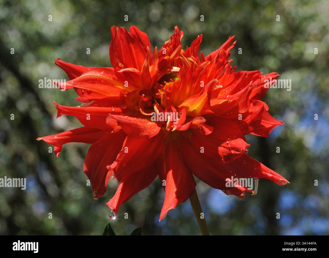 Glowing red, orange, and yellow dahlia shining in sunny garden warmth ...