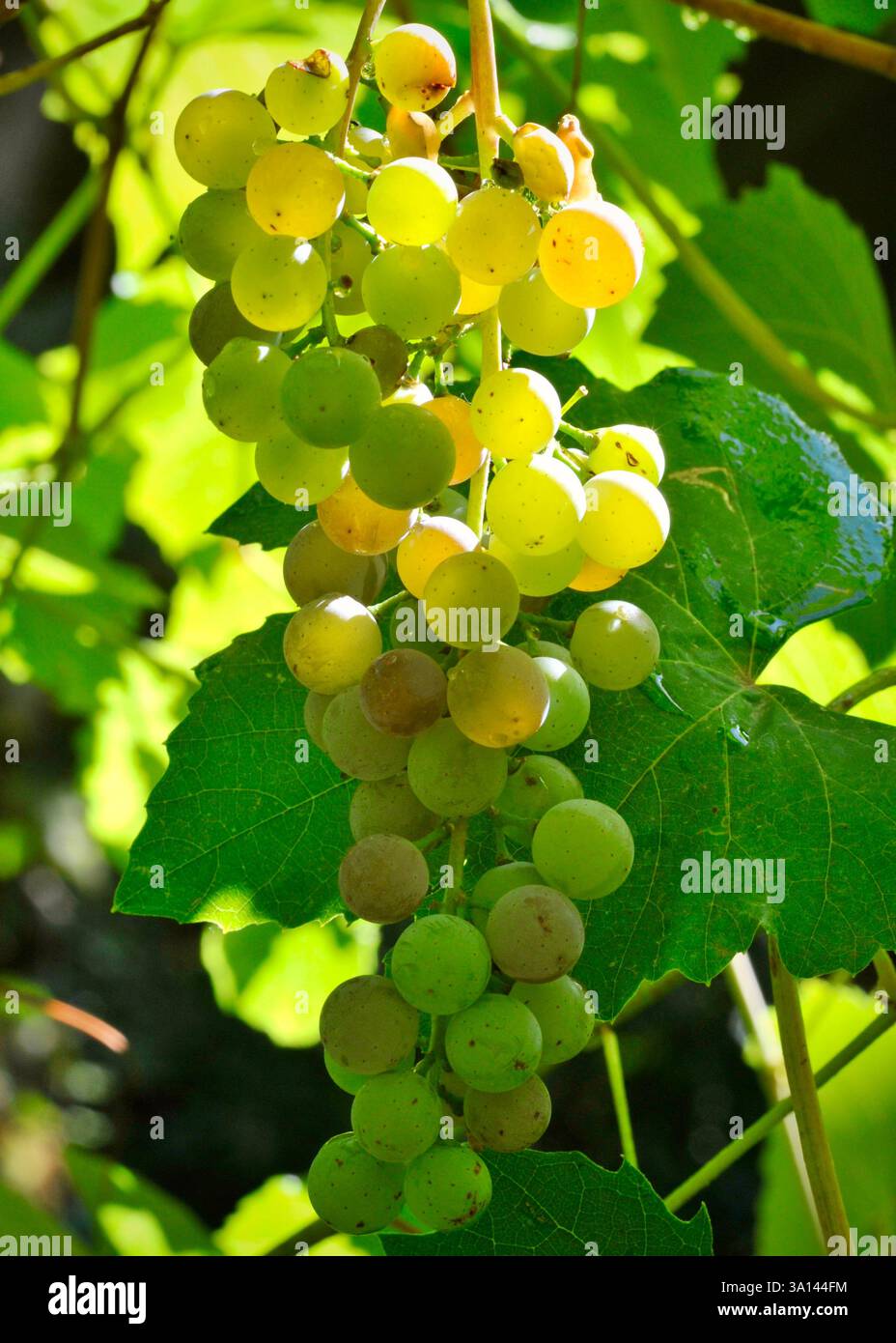 Canadice grape hi-res stock photography and images - Alamy