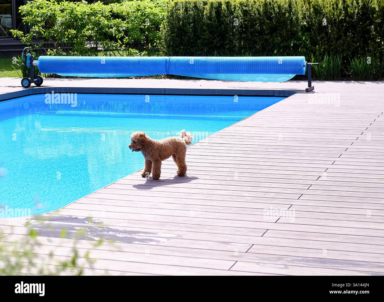 Small pool on yard country hi-res stock photography and images - Alamy
