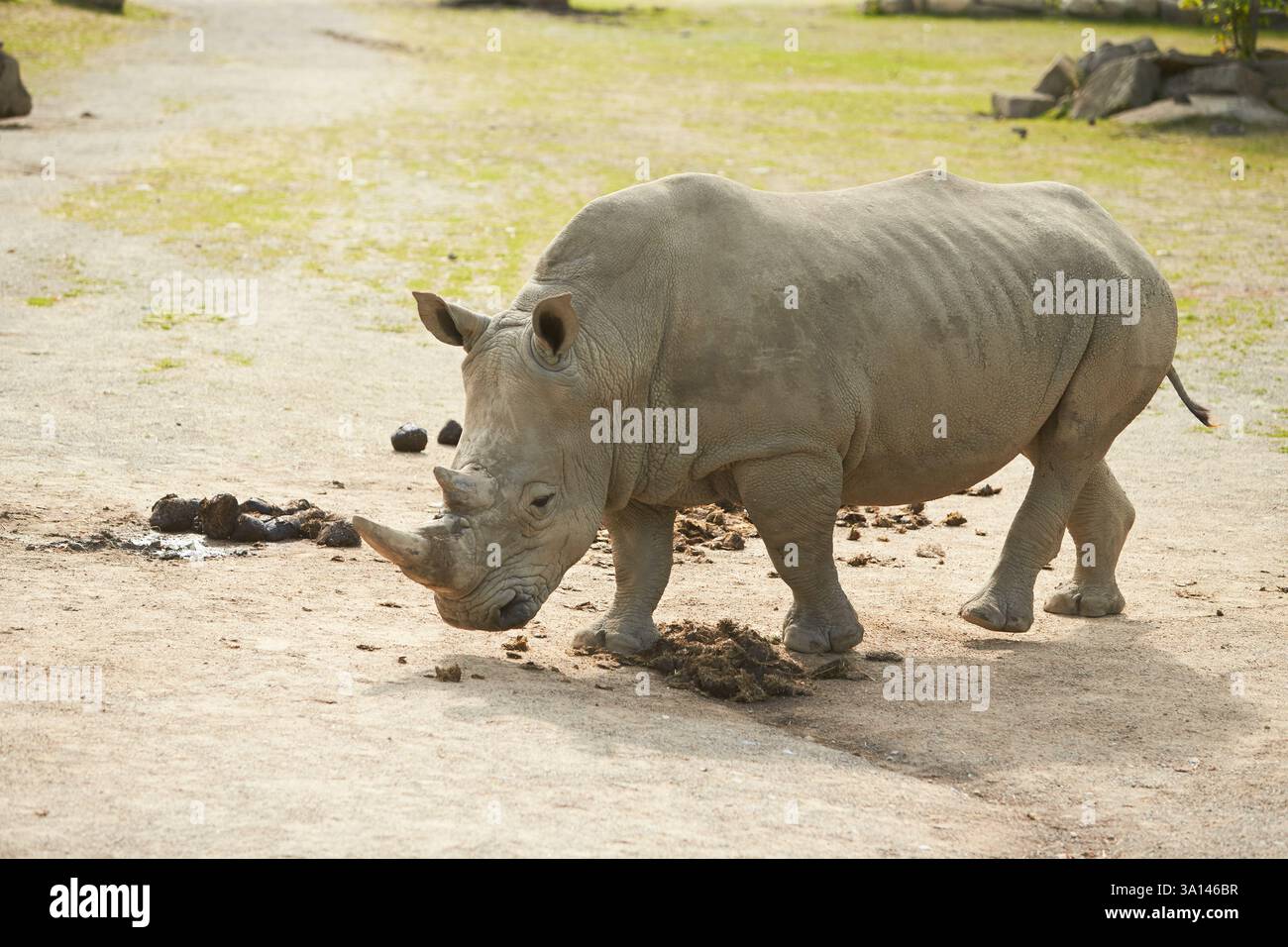 One gray rhinoceros walking in the Dublin zoo. Safari background Stock ...