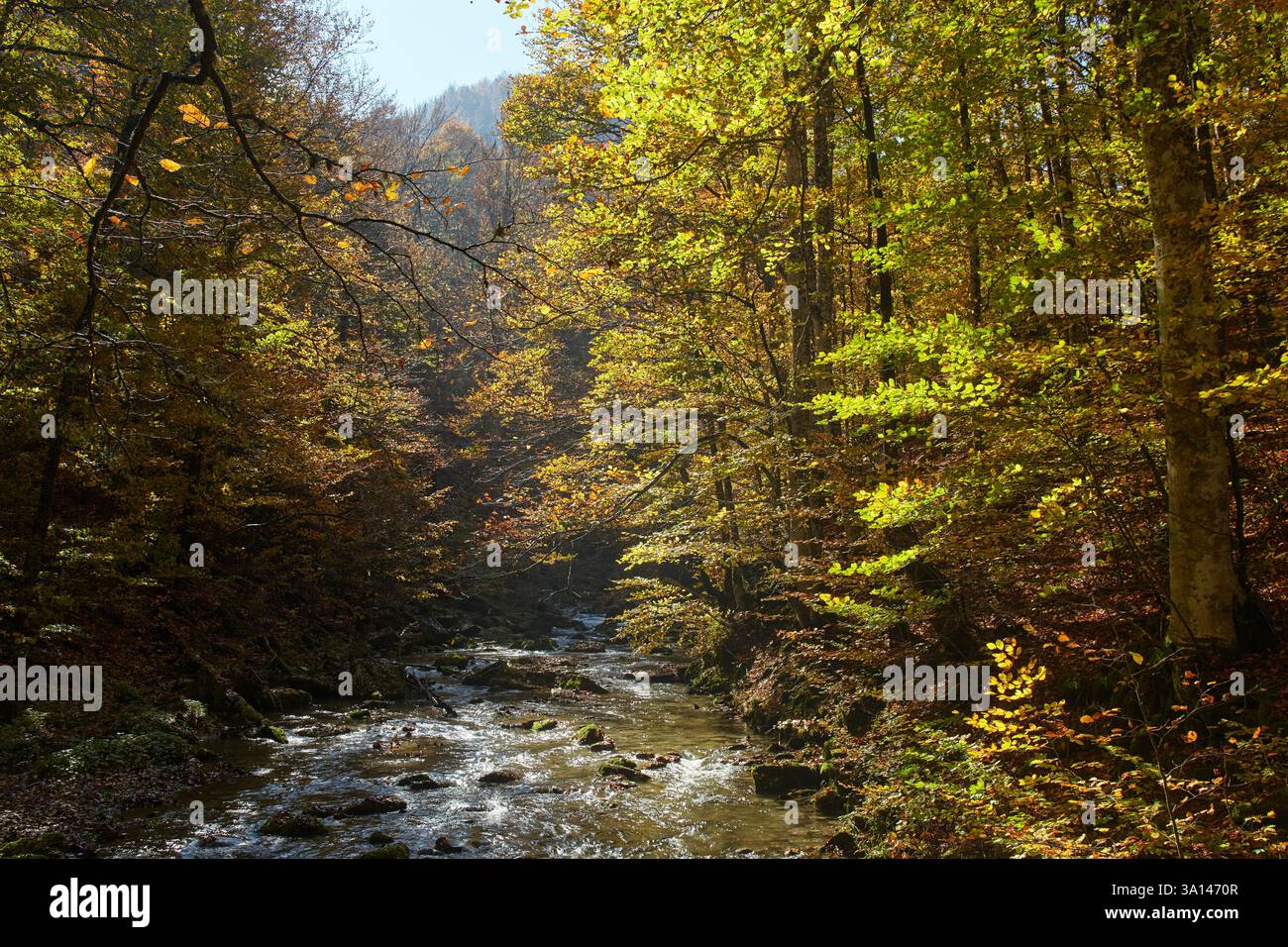 Beech trees with autumn colors.Autumn in the mountain Stock Photo - Alamy