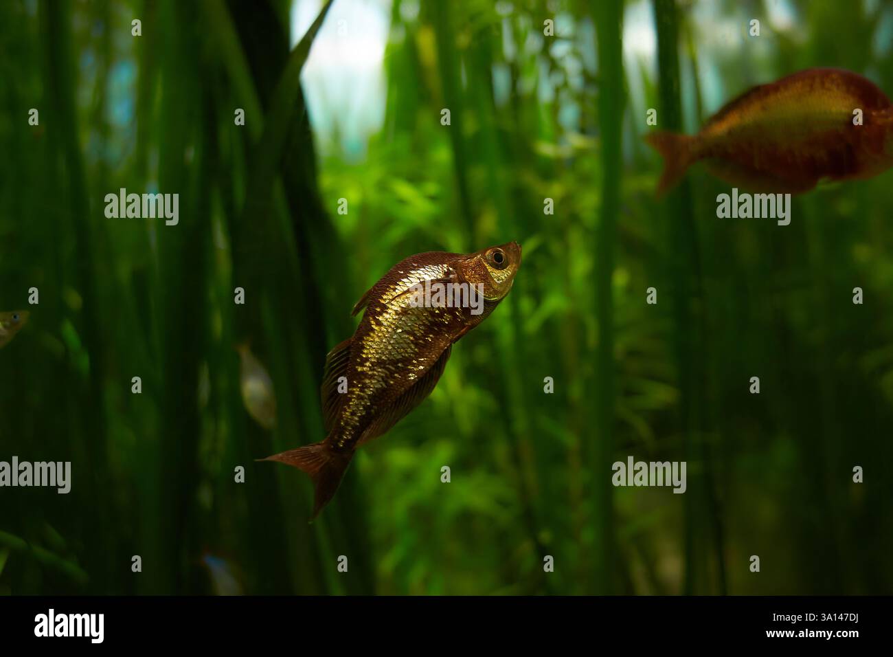 Millennium rainbowfish (Glossolepis pseudoincisus) fish swimming on ...