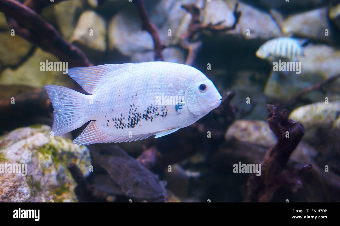 Silver Cichlid fish swimming in the clean sea underwater with colorful ...