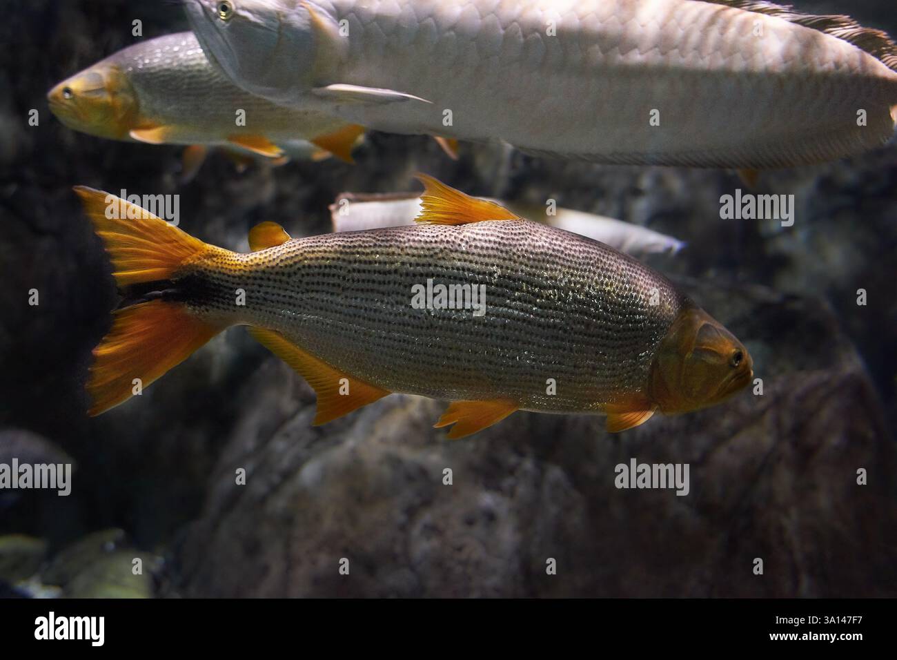 Salminus brasiliensis dorado, golden dorado, river tiger or jawed ...