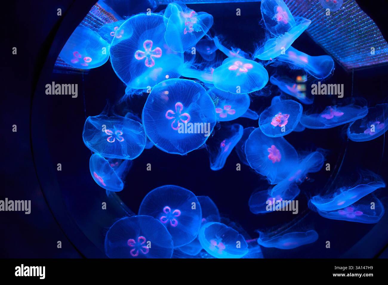 Common jellyfish, moon jellyfish, moon jelly or saucer jelly, Aurelia ...